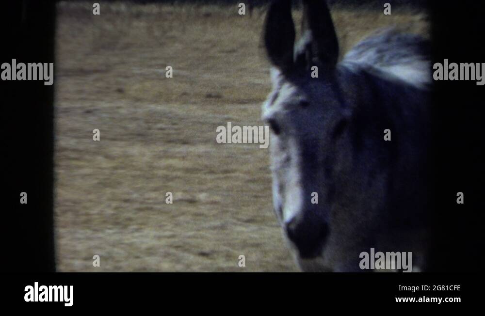 Water donkey Stock Videos & Footage - HD and 4K Video Clips - Alamy