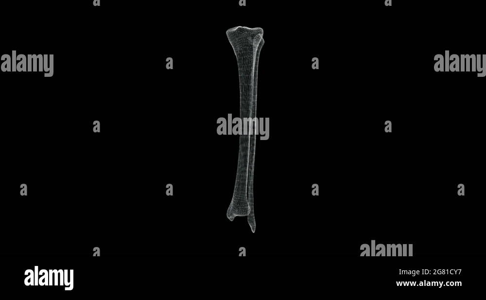 Hologram screen of tibia and fibula bone in the human body - loop Stock ...
