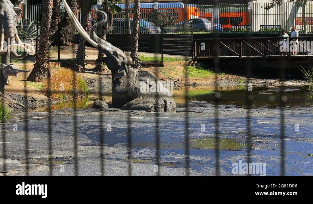 Mammoth fossils Stock Videos & Footage - HD and 4K Video Clips - Alamy