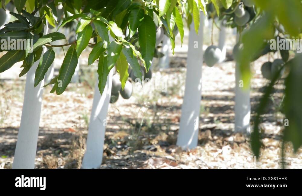 Mango Stock Videos & Footage - HD and 4K Video Clips - Alamy