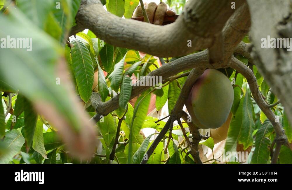 People collecting fruit Stock Videos & Footage - HD and 4K Video Clips ...