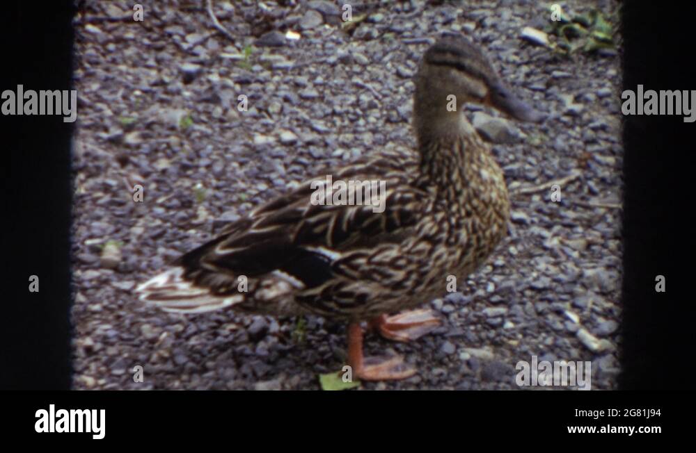 WASHINGTON-1964: Duck Standing And Looking Around On Pebble Or Gravel ...