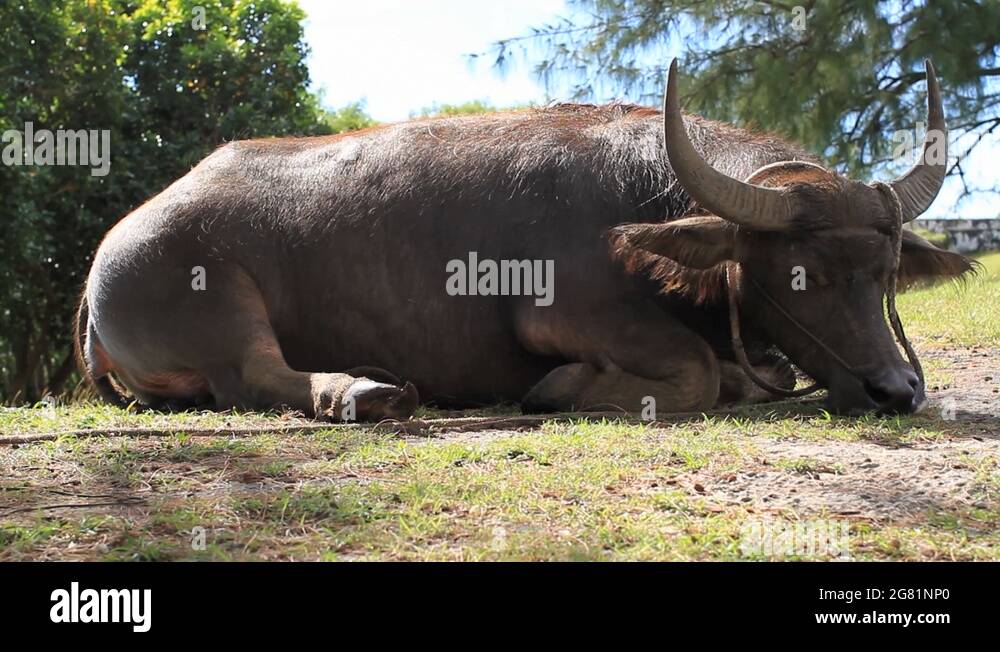 Carabao Stock Videos & Footage - HD and 4K Video Clips - Alamy
