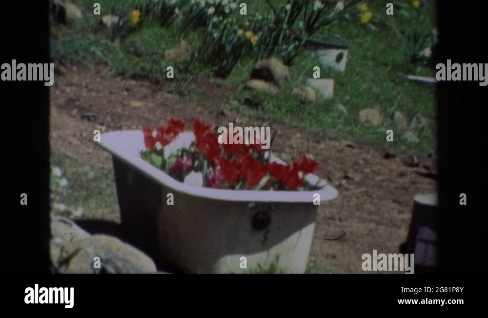 Tub of roses Stock Videos & Footage - HD and 4K Video Clips - Alamy