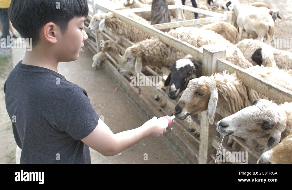 Asian goat Stock Videos & Footage - HD and 4K Video Clips - Alamy