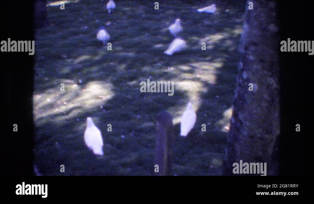 Animals that look like people Stock Videos & Footage - HD and 4K Video ...