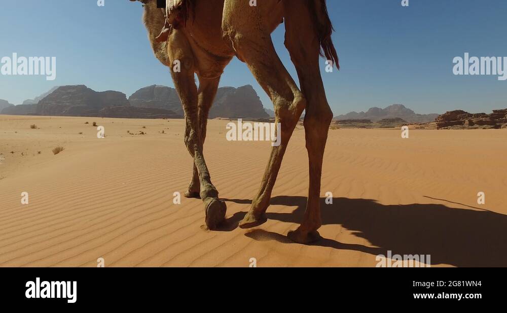 Desert bedouin camel Stock Videos & Footage - HD and 4K Video Clips - Alamy