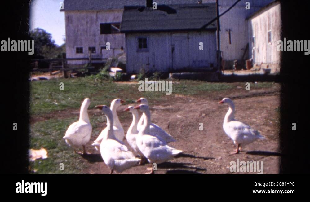 Gaggle of animals Stock Videos & Footage - HD and 4K Video Clips - Alamy