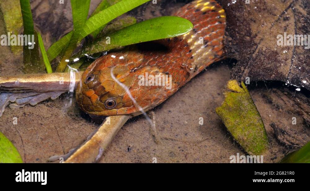 Banded tree snake Stock Videos & Footage - HD and 4K Video Clips - Alamy