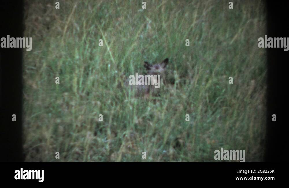 Wind blown ears Stock Videos & Footage - HD and 4K Video Clips - Alamy