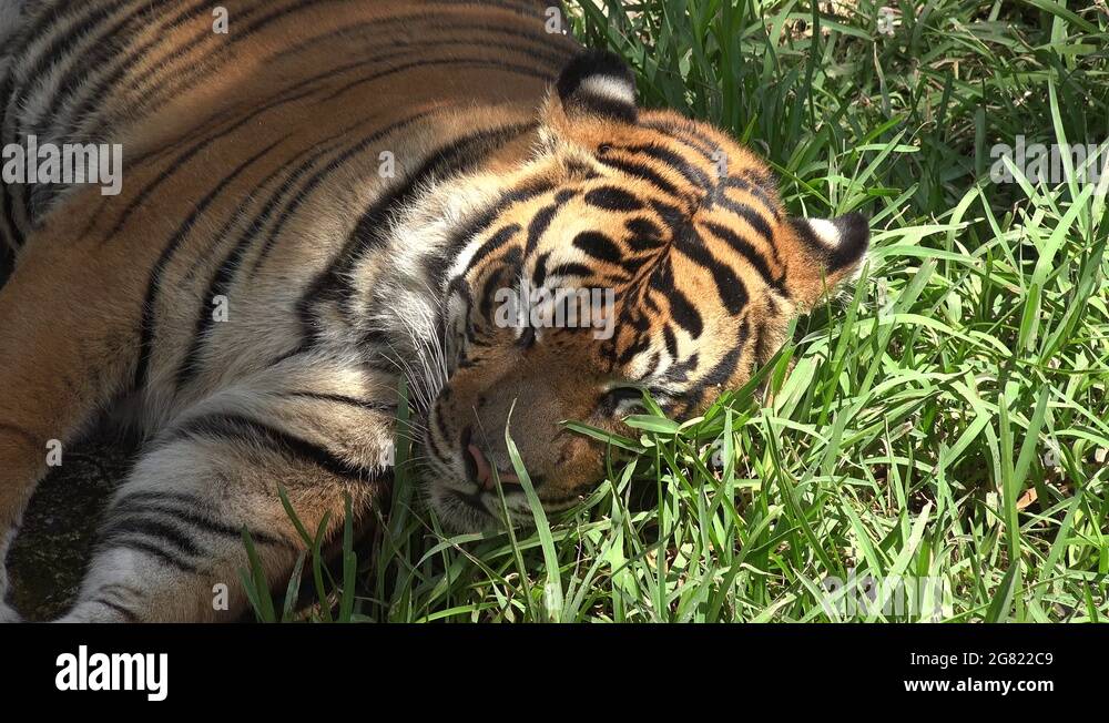 Sumatran tiger face Stock Videos & Footage - HD and 4K Video Clips - Alamy