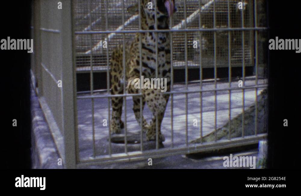 Suffering of animals Stock Videos & Footage - HD and 4K Video Clips - Alamy