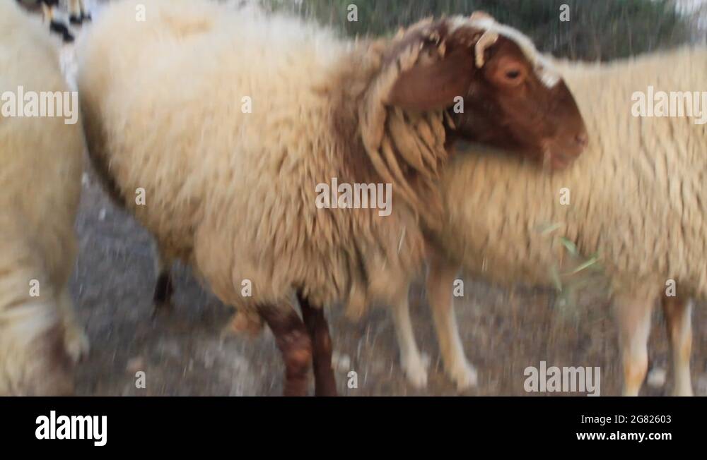 Moses in wilderness Stock Videos & Footage - HD and 4K Video Clips - Alamy