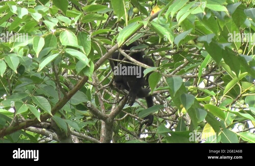 Mantled Howler Monkey forage in dense rainforest undergrowth find and ...