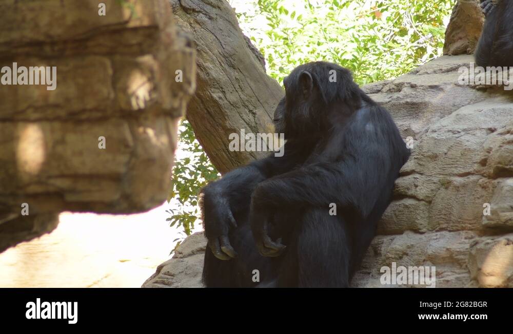 Monkey pan troglodytes Stock Videos & Footage - HD and 4K Video Clips ...