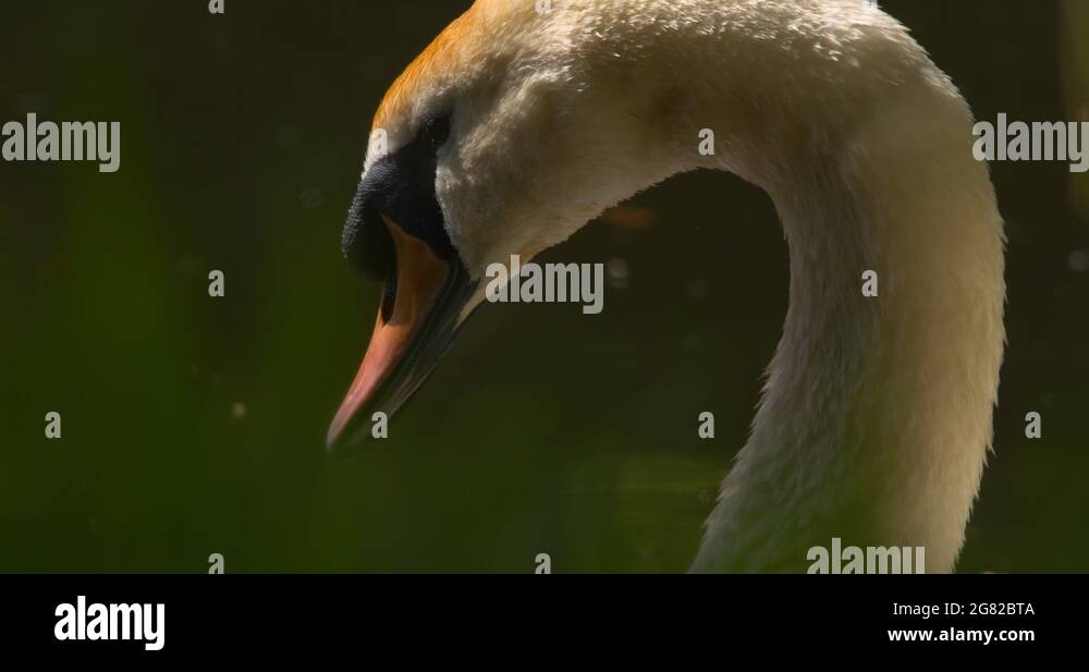 Swan head and neck Stock Videos & Footage - HD and 4K Video Clips - Alamy