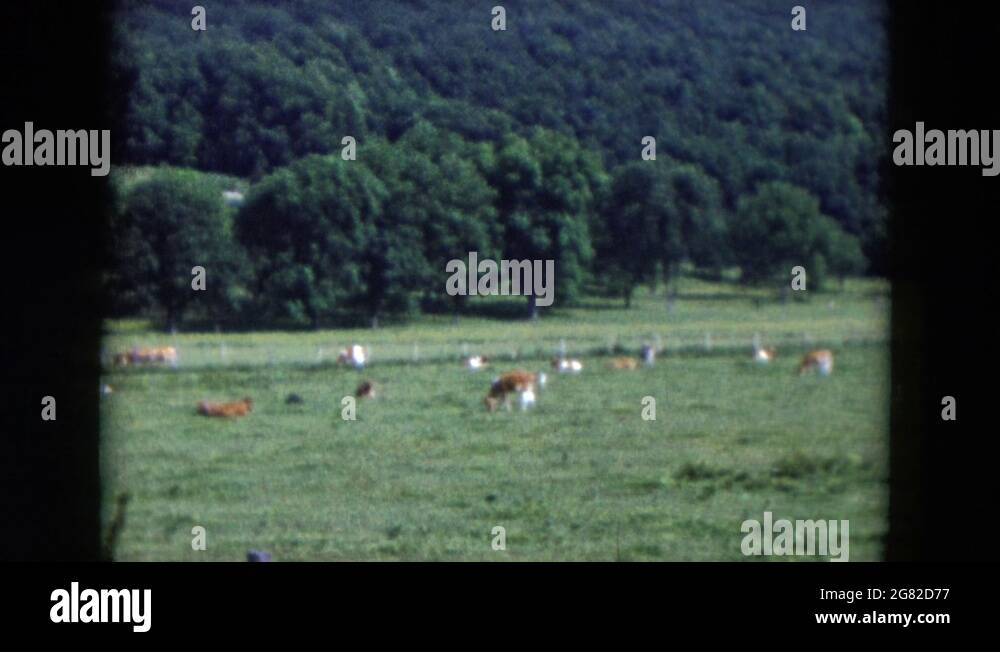 Livestock grazing pasture Stock Videos & Footage - HD and 4K Video ...