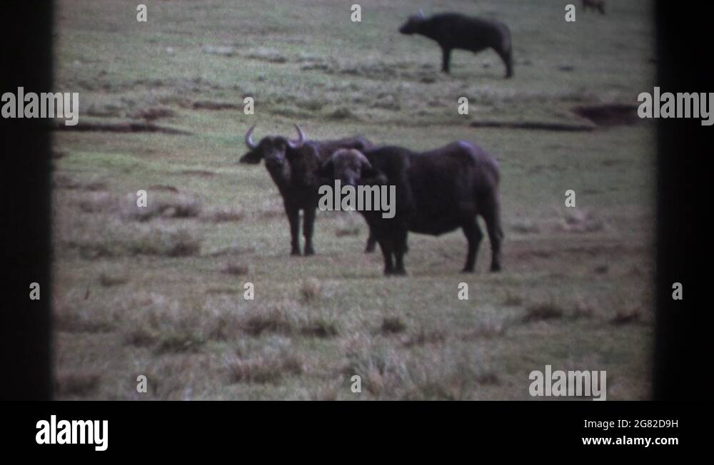 Barnyard bull Stock Videos & Footage - HD and 4K Video Clips - Alamy