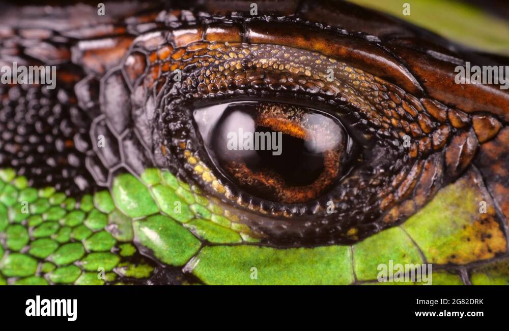 Eye membrane Stock Videos & Footage - HD and 4K Video Clips - Alamy