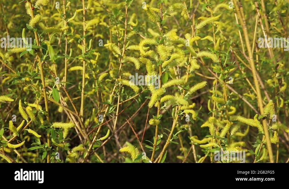 Salix tree flower Stock Videos & Footage - HD and 4K Video Clips - Alamy