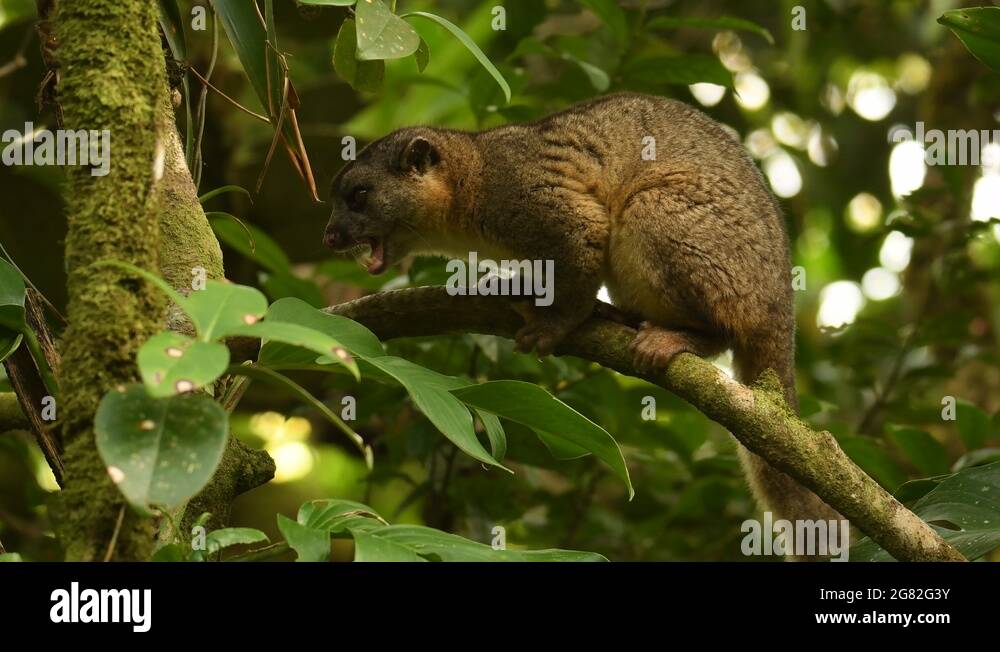 Northern panama Stock Videos & Footage - HD and 4K Video Clips - Alamy