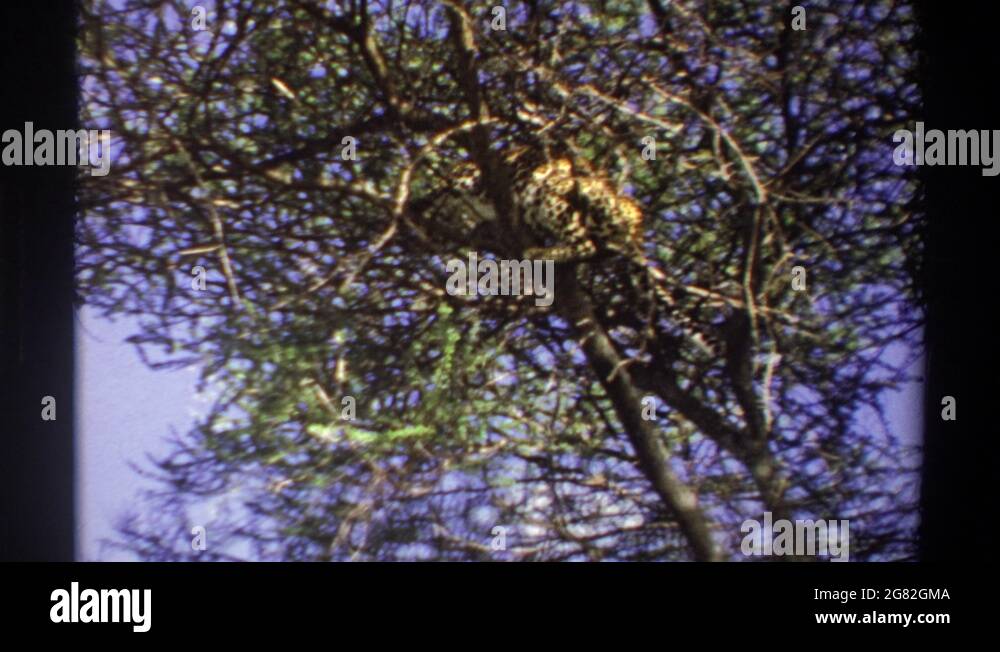 LAGOS NIGERIA-1969: Animal Wildlife In Tree Natural Habitat Appears To ...