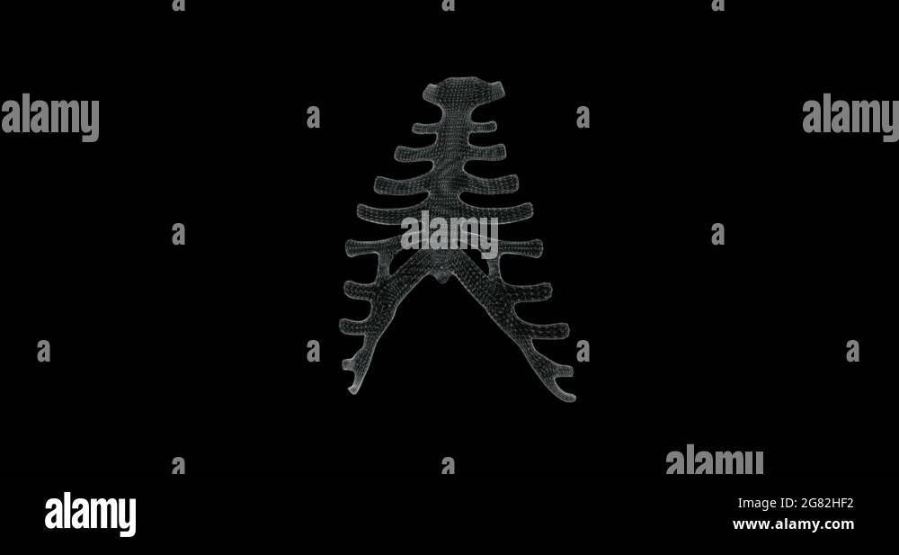 Screen 3d of sternum and ribs structure bone in the human body - loop ...