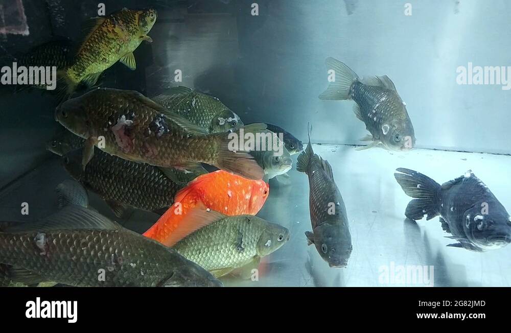 Chinese tilapia Stock Videos & Footage - HD and 4K Video Clips - Alamy