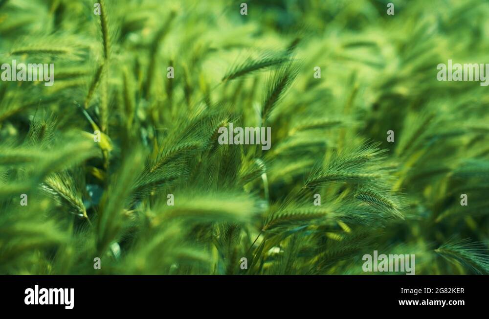 Swamp weed Stock Videos & Footage - HD and 4K Video Clips - Alamy