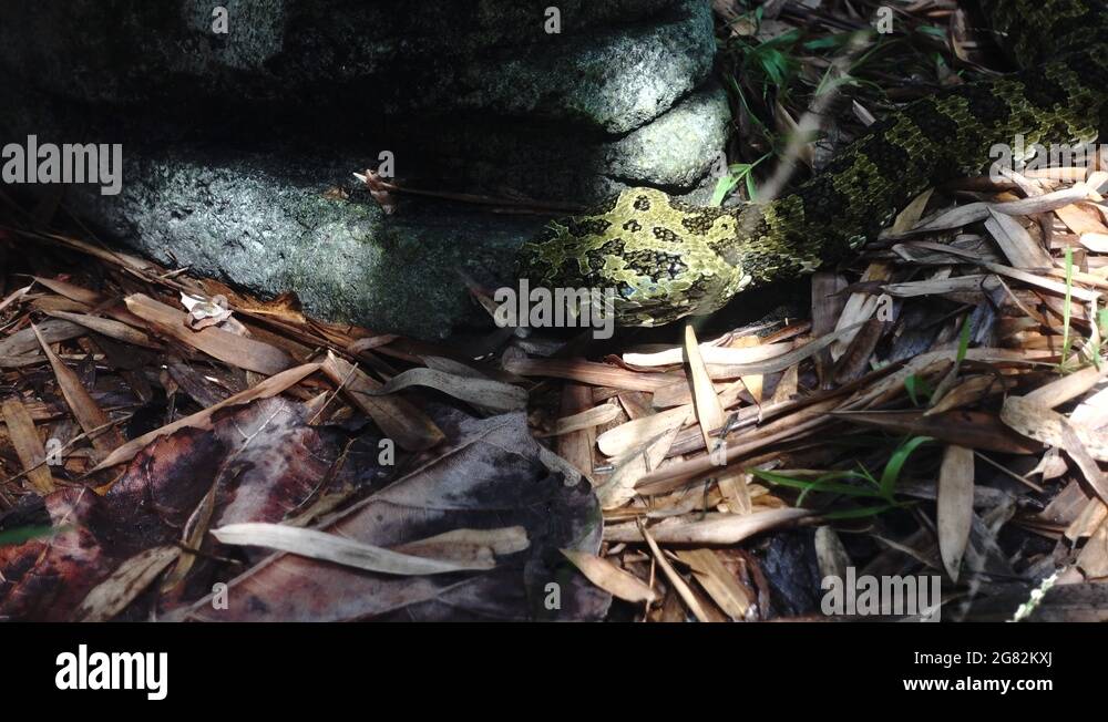 Mountain pit viper Stock Videos & Footage - HD and 4K Video Clips - Alamy