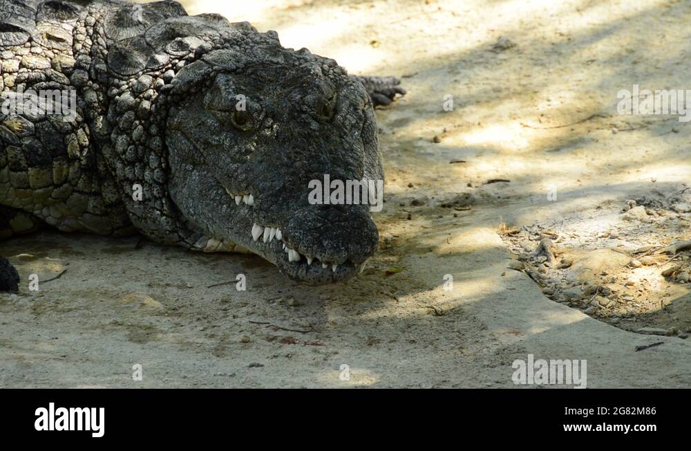Crocodile tears Stock Videos & Footage - HD and 4K Video Clips - Alamy