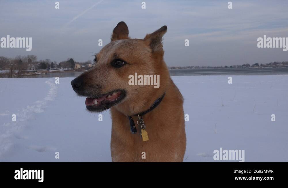 Confused dog Stock Videos & Footage - HD and 4K Video Clips - Alamy