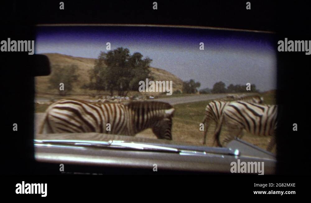 Zebras crossing road Stock Videos & Footage - HD and 4K Video Clips - Alamy