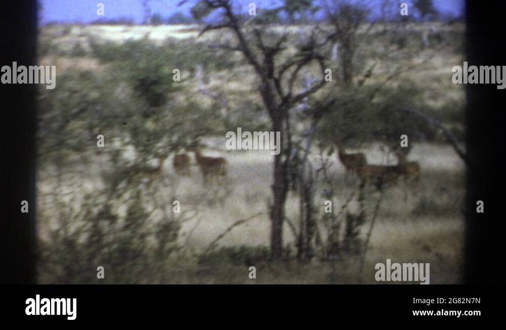 KENYA-1969: Wild Animals In The African Cabana A Long Time Ago Stock ...