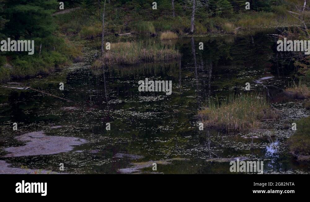 Sensory perception nature Stock Videos & Footage - HD and 4K Video ...