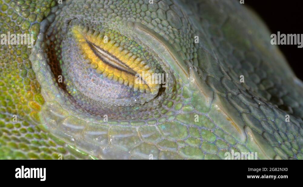 Green anole eye Stock Videos & Footage - HD and 4K Video Clips - Alamy