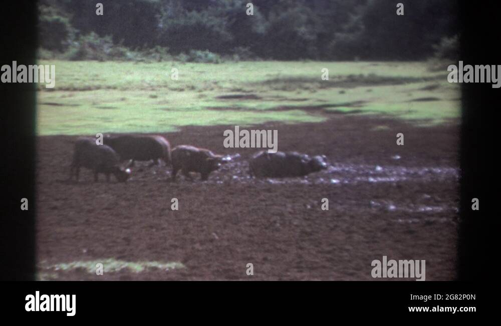 Nostalgia cows Stock Videos & Footage - HD and 4K Video Clips - Alamy