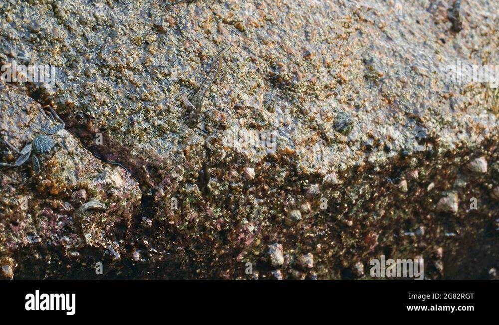 Fish called Common Mudskipper Periophthalmus kalolo (koelreuteri ...