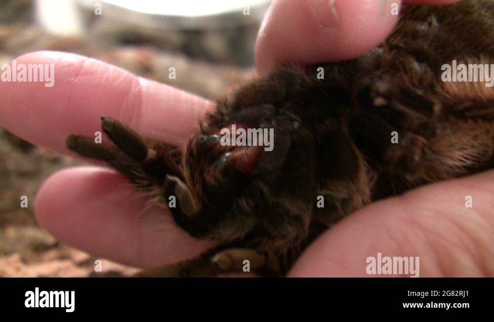 2009 LANHM Bug Show tarantula in hand close up fangs upside down V05345 ...