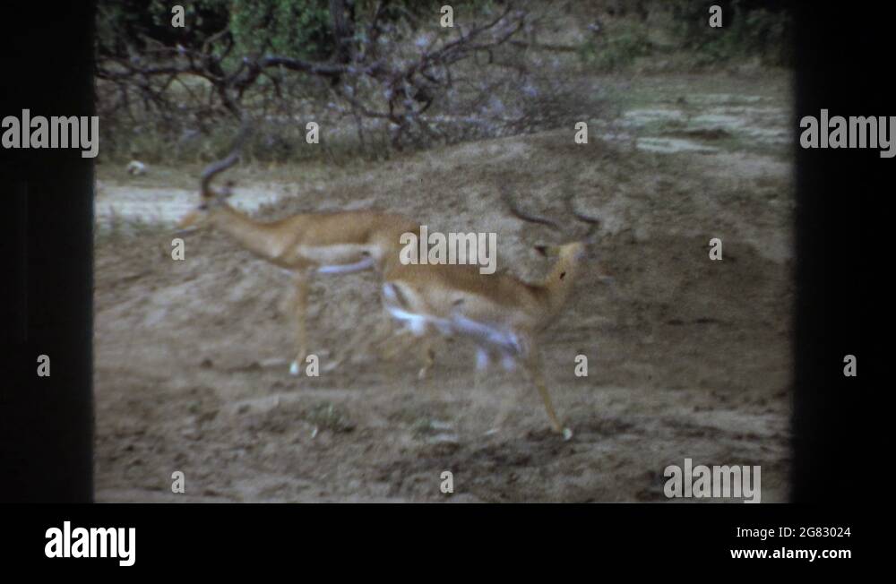 Horned mammals Stock Videos & Footage - HD and 4K Video Clips - Alamy