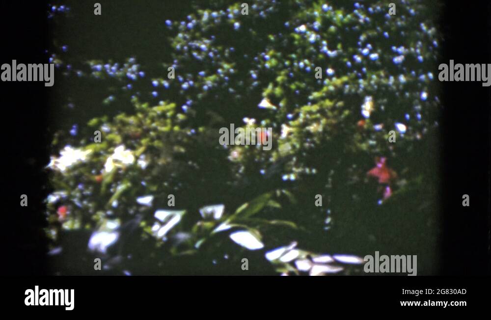 Scenic tree tops Stock Videos & Footage - HD and 4K Video Clips - Alamy