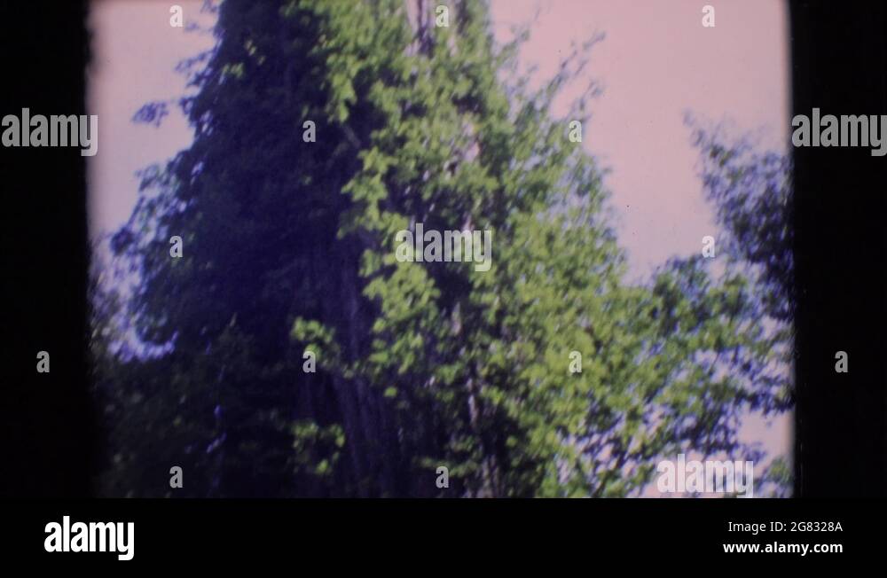 Century old tree Stock Videos & Footage - HD and 4K Video Clips - Alamy