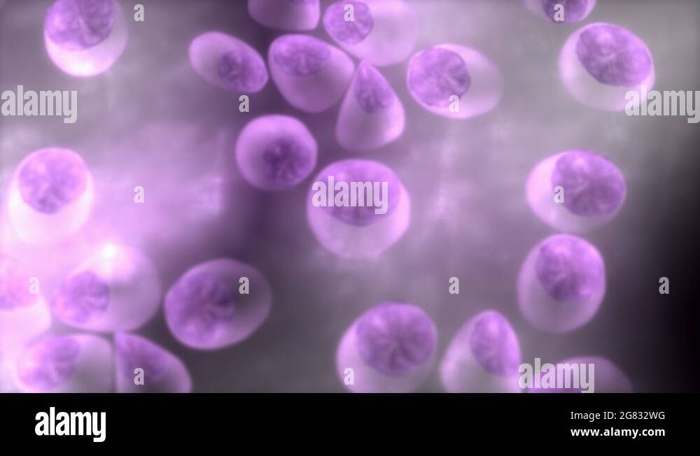 Plasma b cells Stock Videos & Footage - HD and 4K Video Clips - Alamy