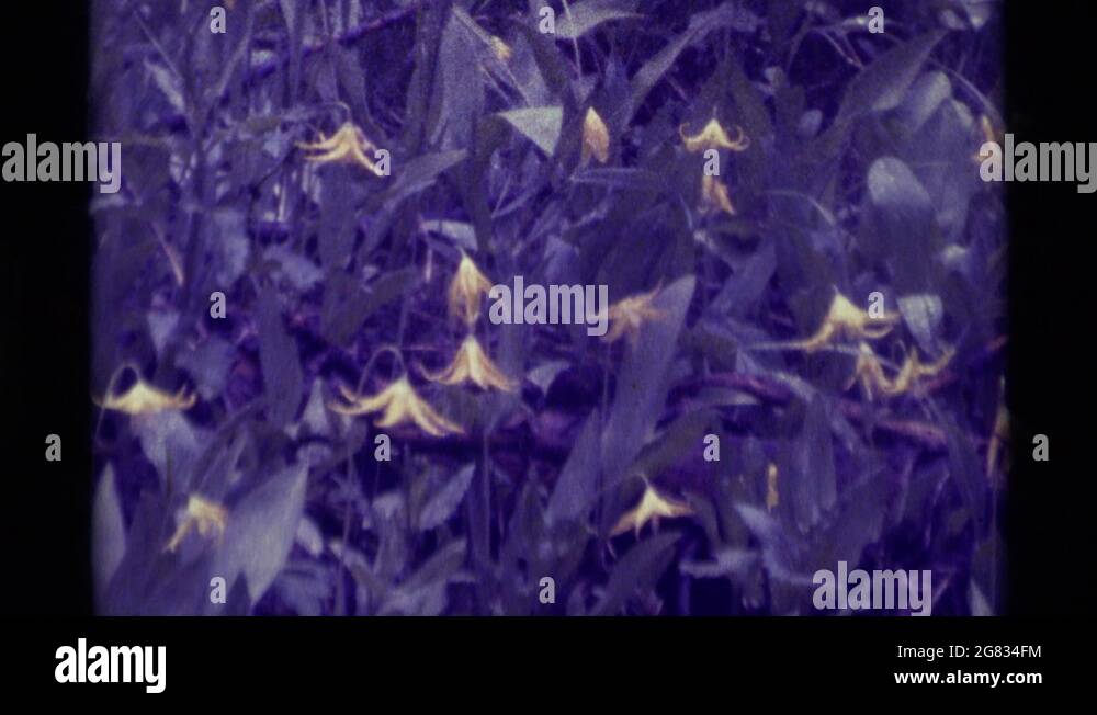 AGATE SPRINGS MONTANA USA-1975: Tons Of Flower Beds With Flowers That ...