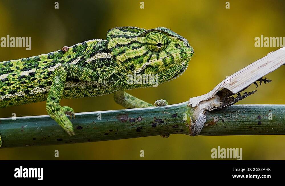 The common chameleon Stock Videos & Footage - HD and 4K Video Clips - Alamy