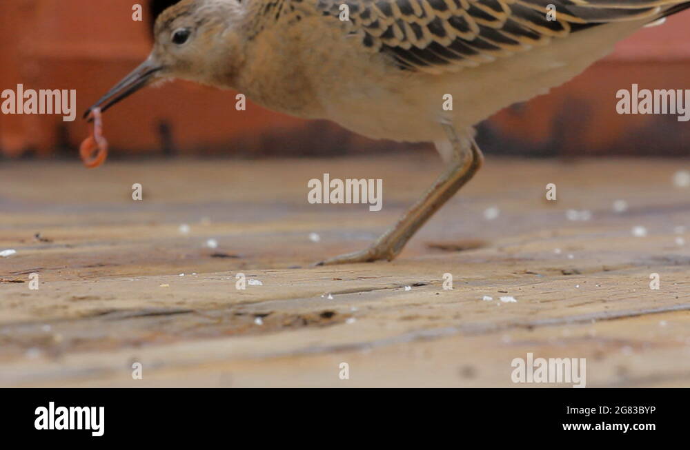 Ruff bird flying Stock Videos & Footage - HD and 4K Video Clips - Alamy