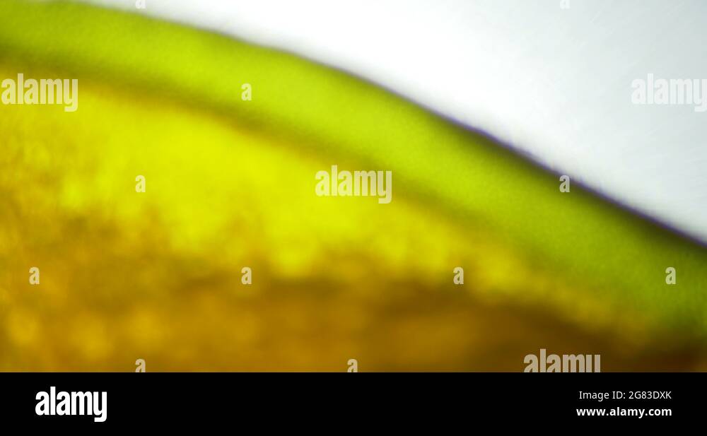 Tomato cells under microscope Stock Video Footage - Alamy