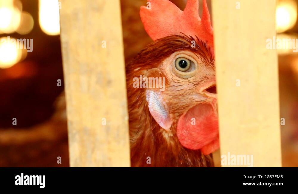 Hen face Stock Videos & Footage - HD and 4K Video Clips - Alamy