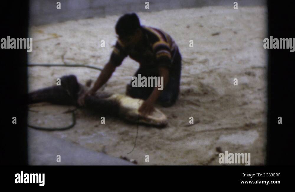 FLORIDA USA-1975: People Animal Concrete Ground Rope Tied Wet Video Man ...