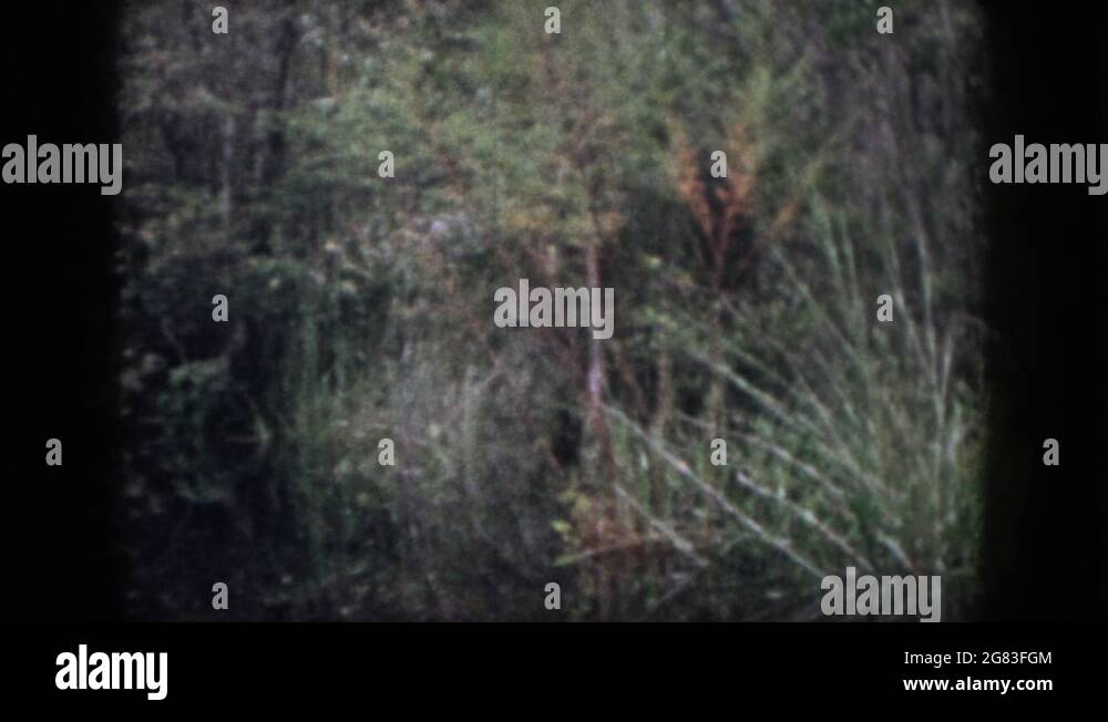 Swamp scene Stock Videos & Footage - HD and 4K Video Clips - Alamy